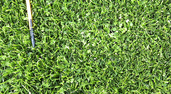 Microclover, micro-trèfle gazon